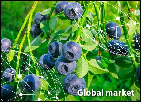 OVERVIEW GLOBAL BLUEBERRY MARKET | Harvest Lugs